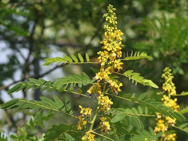 American senna from Flushing Meadows, Queens, NY, USA on August 26 ...