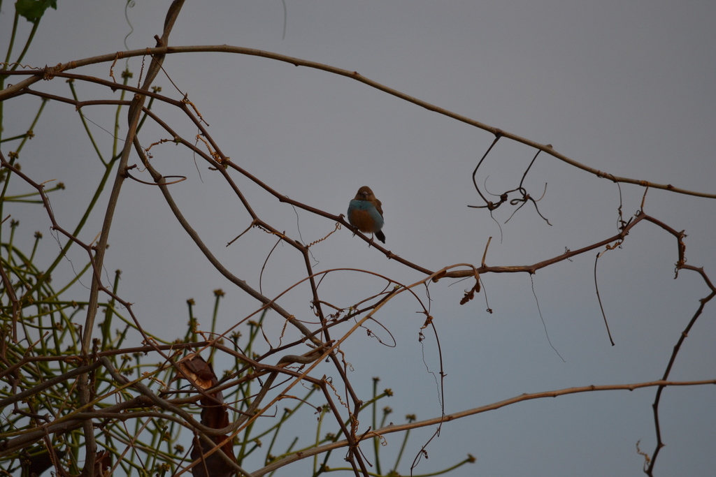 Red-cheeked Cordonbleu from Ikutha, Kenya on August 23, 2012 at 09:30 ...