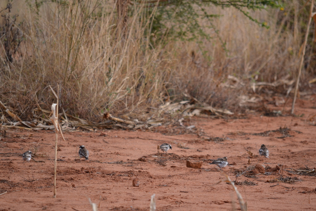 White-browed Sparrow-Weaver from Ikutha, Kenya on August 23, 2012 at 09 ...