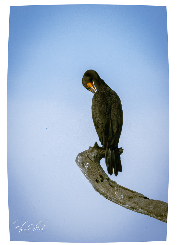Florida Cormorant from Green Cay Nature Center & Wetlands, 12800 Hagen ...