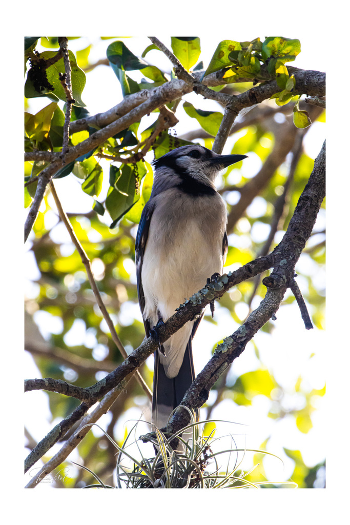 Blue Jay from Green Cay Nature Center & Wetlands, 12800 Hagen Ranch Rd ...