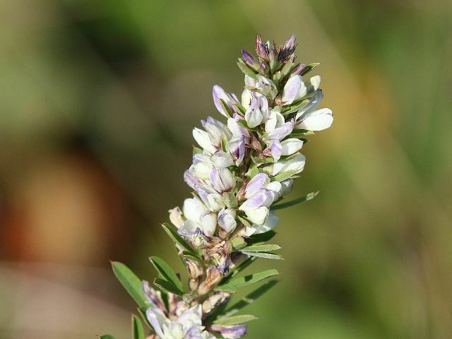 Chinese bushclover from Uniondale, NY, USA on October 1, 2020 at 10:35 ...