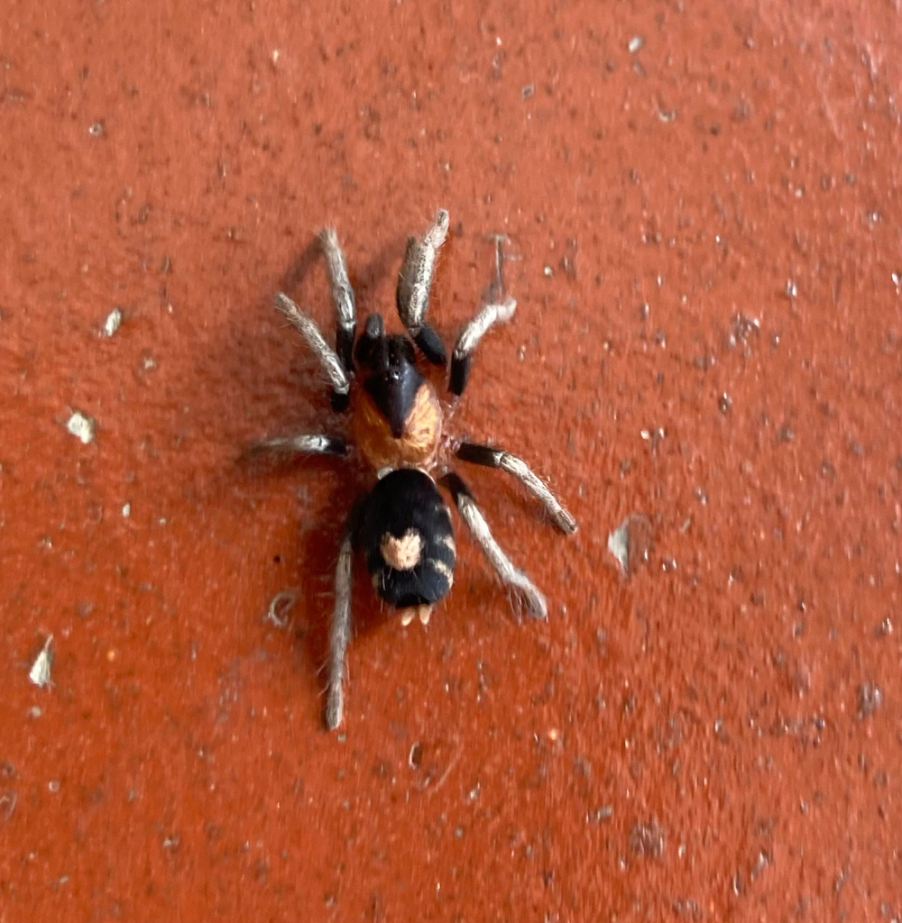Trinidad Dwarf Tiger Tarantula from Vargas on January 21, 2024 at 10:36 ...