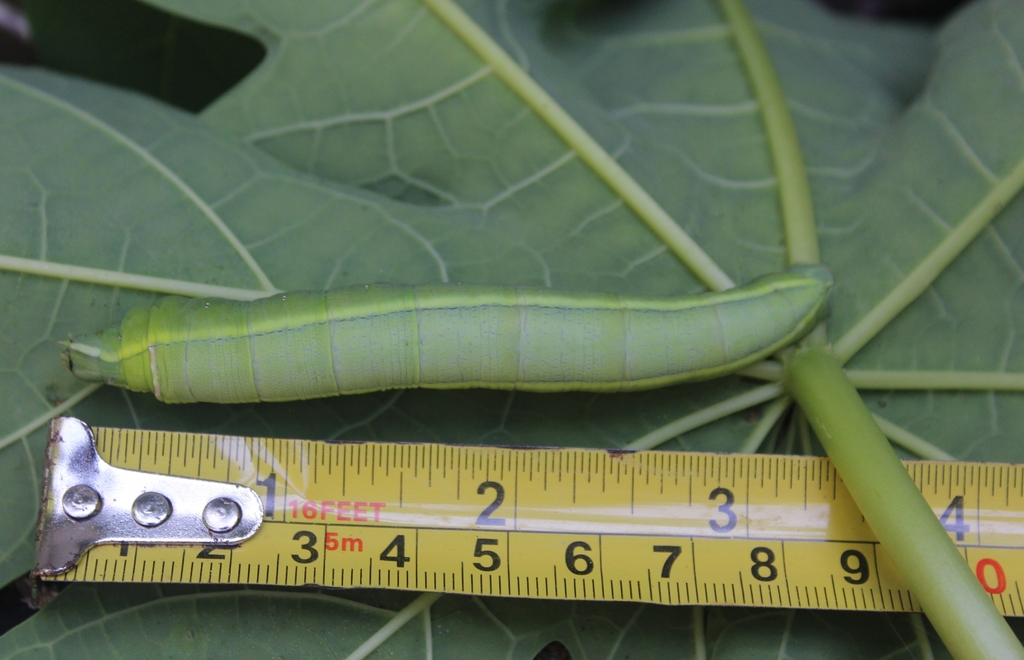 Ello Sphinx from El Remate, Guatemala on February 3, 2024 at 10:23 AM ...