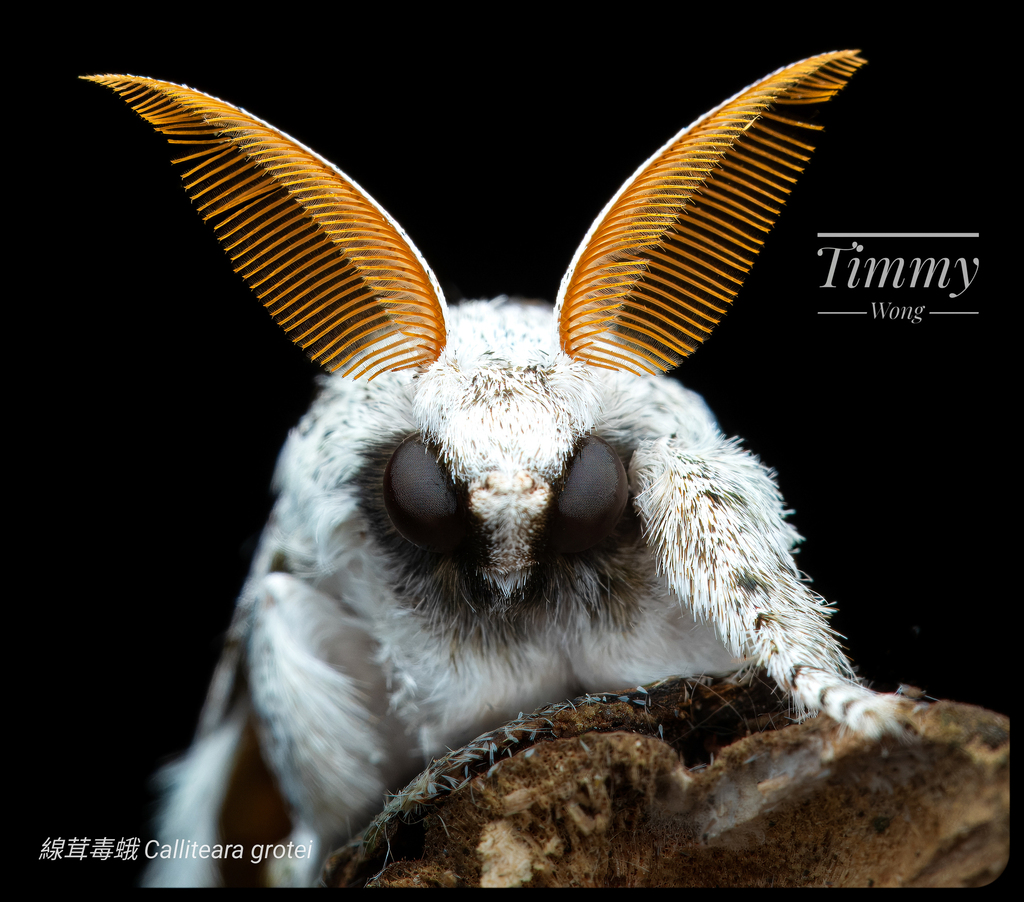 Grote's Tussock Moth from Longzhou County, Chongzuo, Guangxi, China on ...