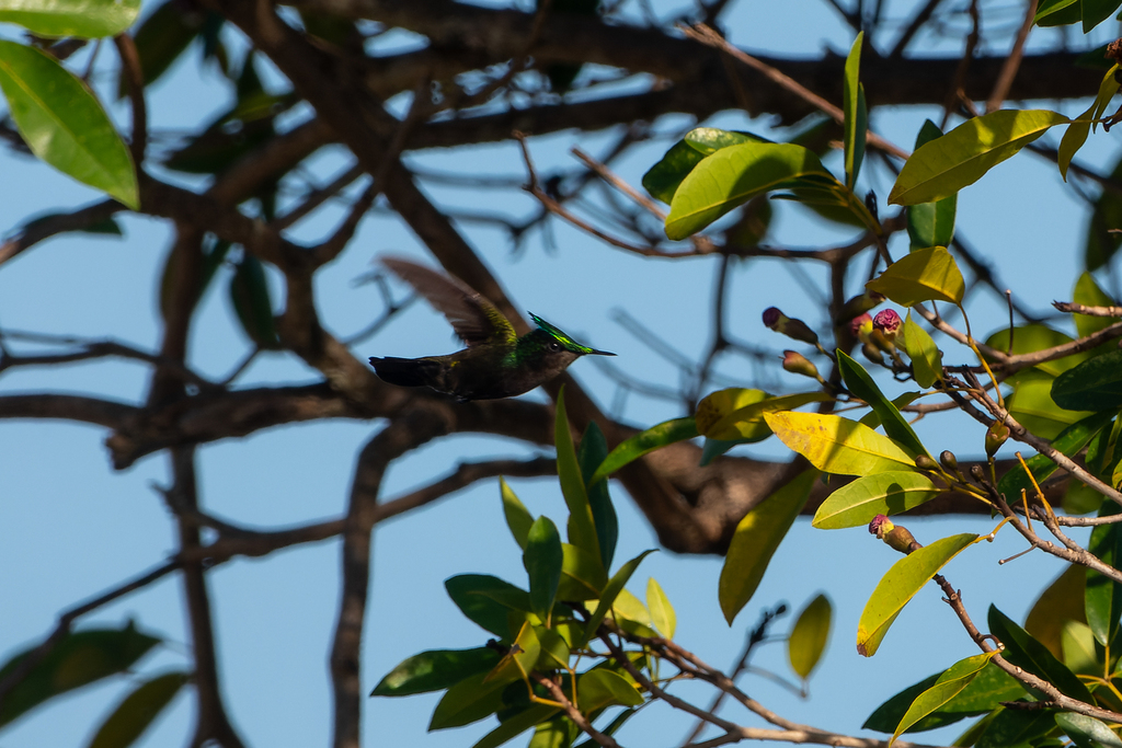 Antillean Crested Hummingbird from Central Aguirre Historic District ...