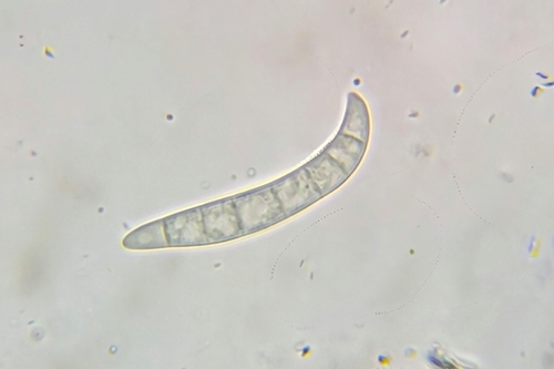 Dactylaria fusarioidea · iNaturalist