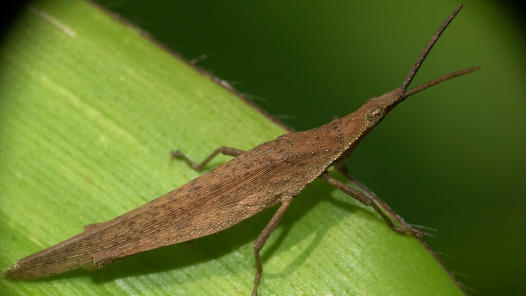 Atractomorpha crenulata from Birdsong Kankavali on January 27, 2024 at ...