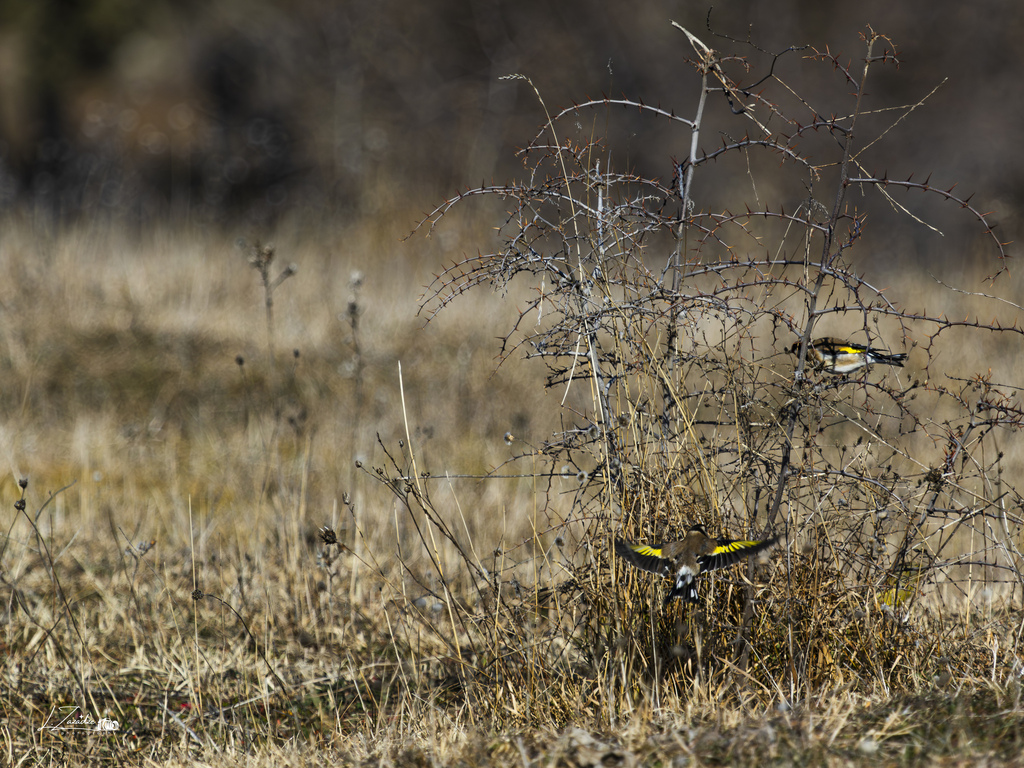 European Goldfinch from Isani-Samgori, Tbilisi, Georgia on February 11 ...