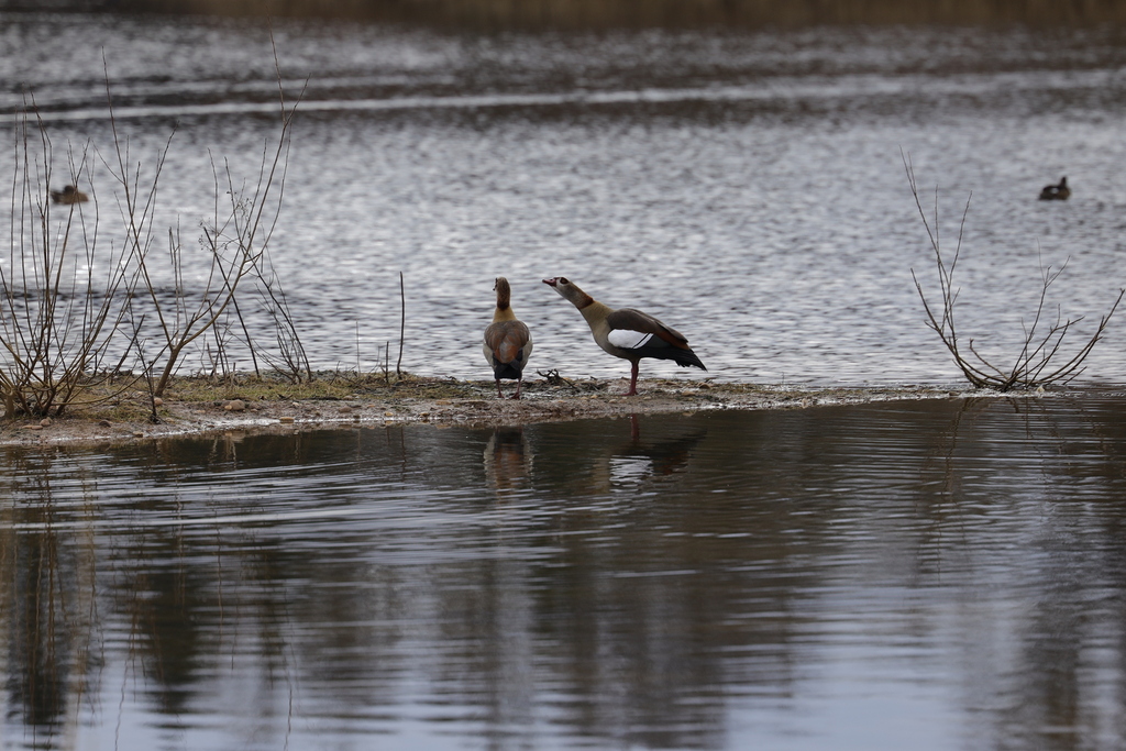 Egyptian Goose from 66706 Perl, Allemagne on February 15, 2024 at 12:39 ...