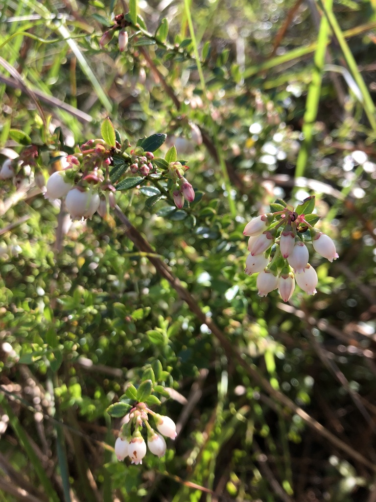 Shiny blueberry from Martin County, FL, USA on February 15, 2024 at 09: ...