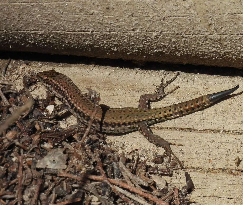 Green Iberian Wall Lizard from Parque Urbano da Ribeira dos Mochos sul ...