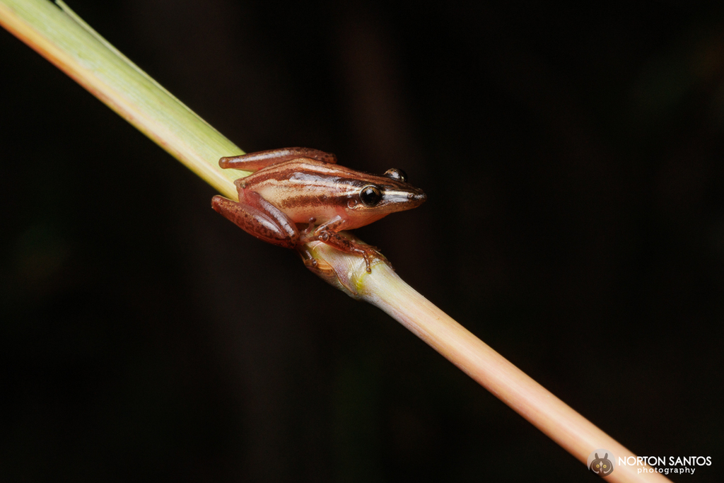 Striped Snouted Tree Frog from Cristalina - State of Goiás, 73850-000 ...
