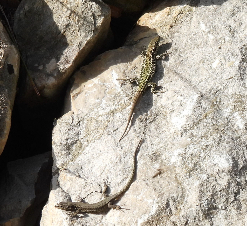 Green Iberian Wall Lizard from Parque Urbano da Ribeira dos Mochos sul ...