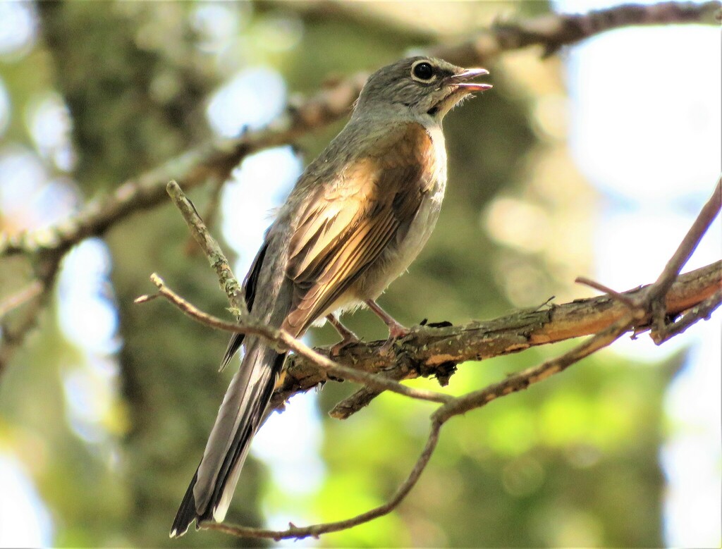 Brown-backed Solitaire from Zaragoza, S.L.P., México on May 24, 2022 at ...