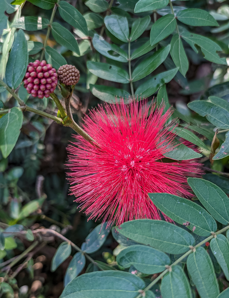 scarlet powder-puff from Tin Shui Wai, Hong Kong on January 10, 2024 at ...
