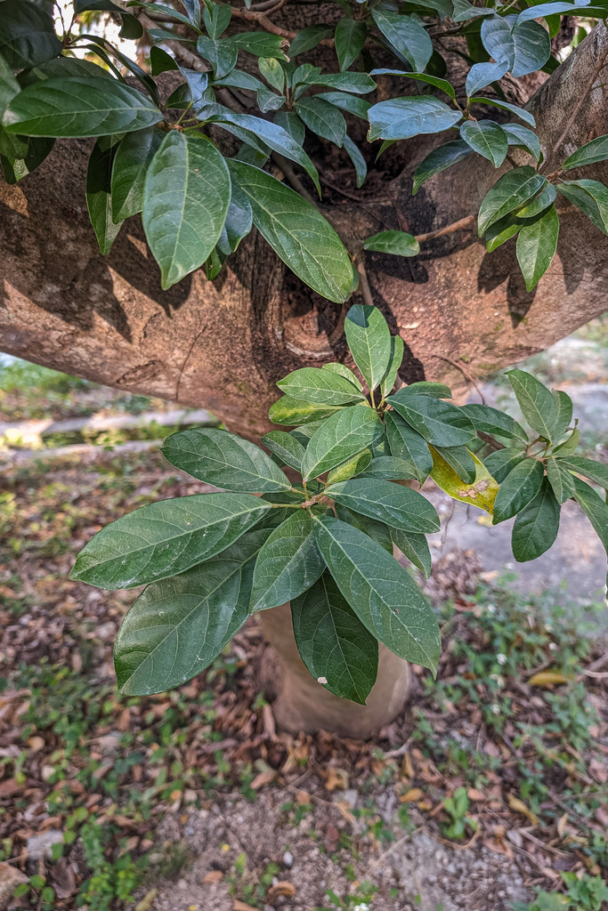 White fig from Cheung Chau, Hong Kong on January 7, 2024 at 03:16 PM by ...