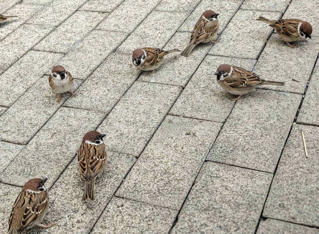 Eurasian Tree Sparrow from Wong Chuk Hang, Hong Kong on January 8, 2024 ...