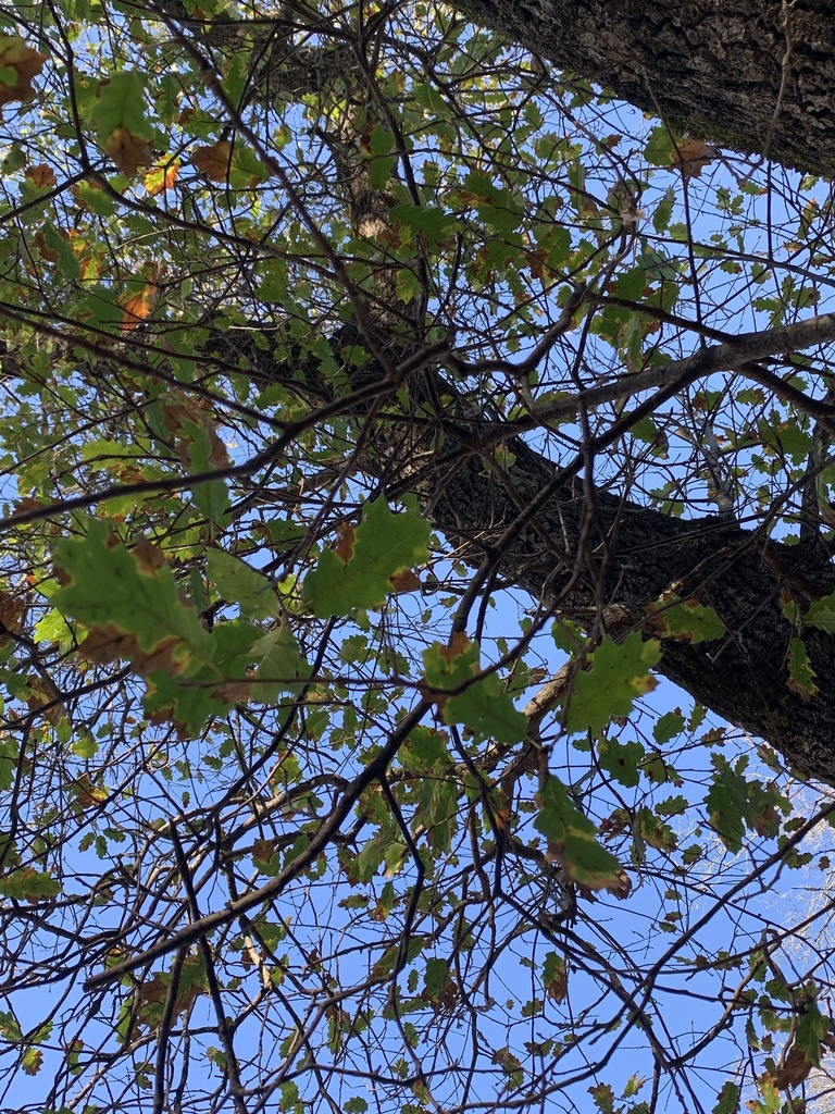 Oracle Oak from Hidden Falls Regional Park, Auburn, CA, US on February ...