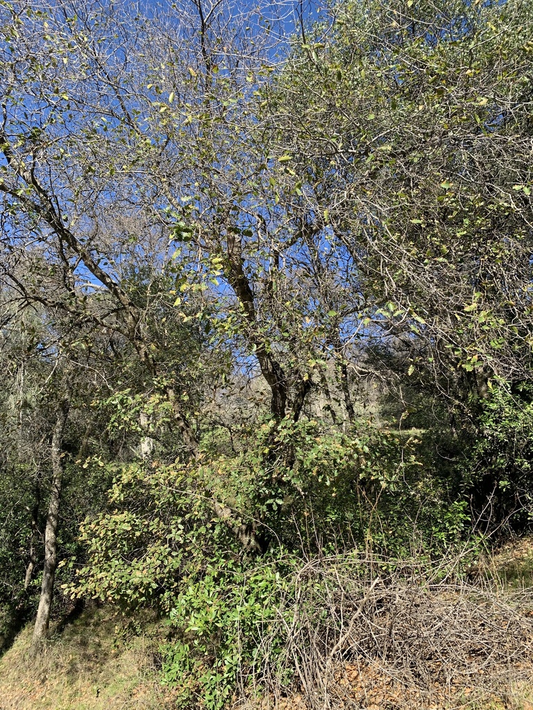 Oracle Oak from Hidden Falls Regional Park, Auburn, CA, US on February ...