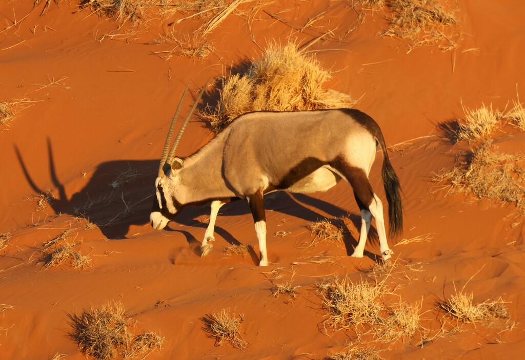 Gemsbok from Hardap Region, Namibia on November 5, 2023 at 06:23 AM by ...