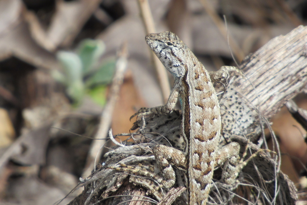 Florida Scrub Lizard in February 2024 by Abby Hastings · iNaturalist