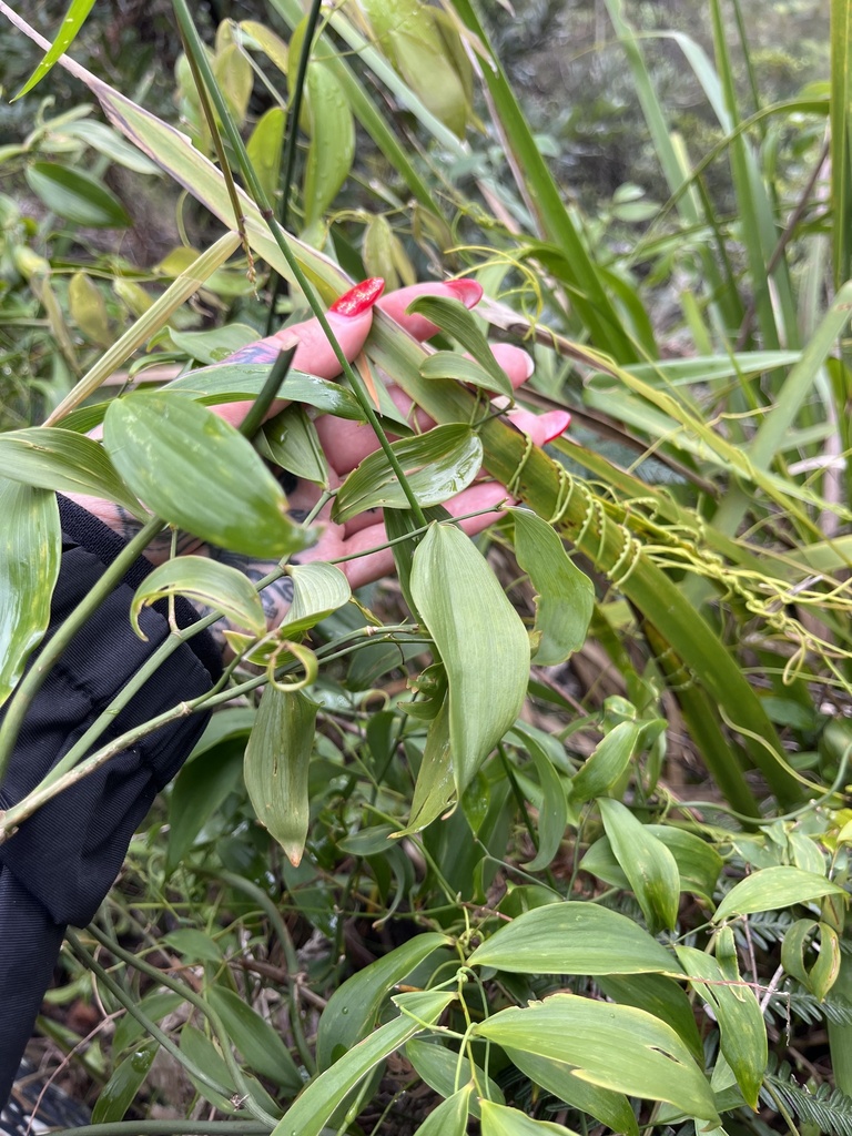 Wombat Berry from Morton National Park, Fitzroy Falls, NSW, AU on ...