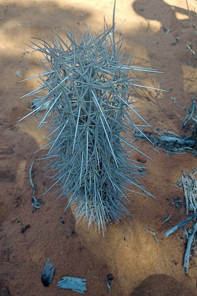 Madagascar Octopus Tree from Toliara II, Madagaskar on November 23 ...
