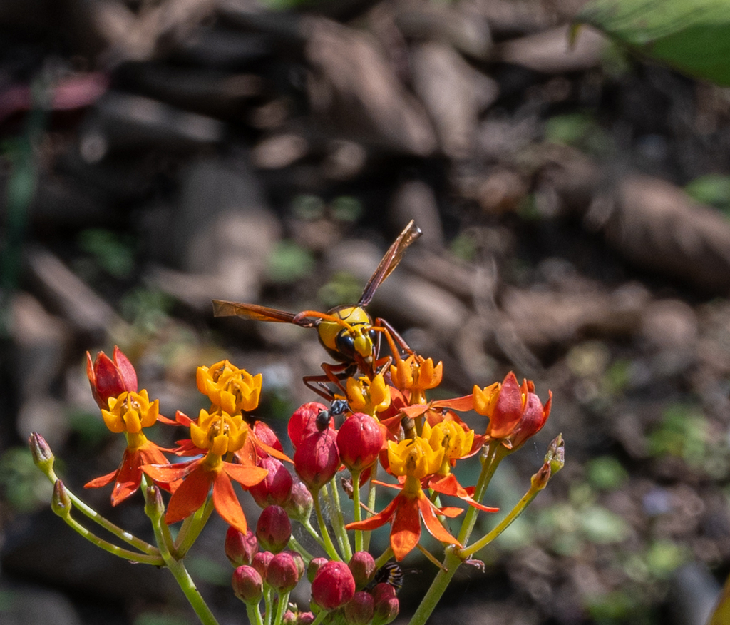 Delta pyriforme from Tin Shui Wai, Hong Kong on January 10, 2024 at 01: ...