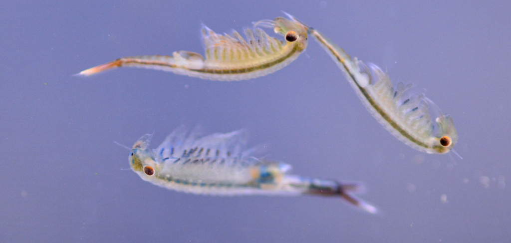Eubranchipus from E Highway 6, Waco, TX, US on February 3, 2024 at 09: ...