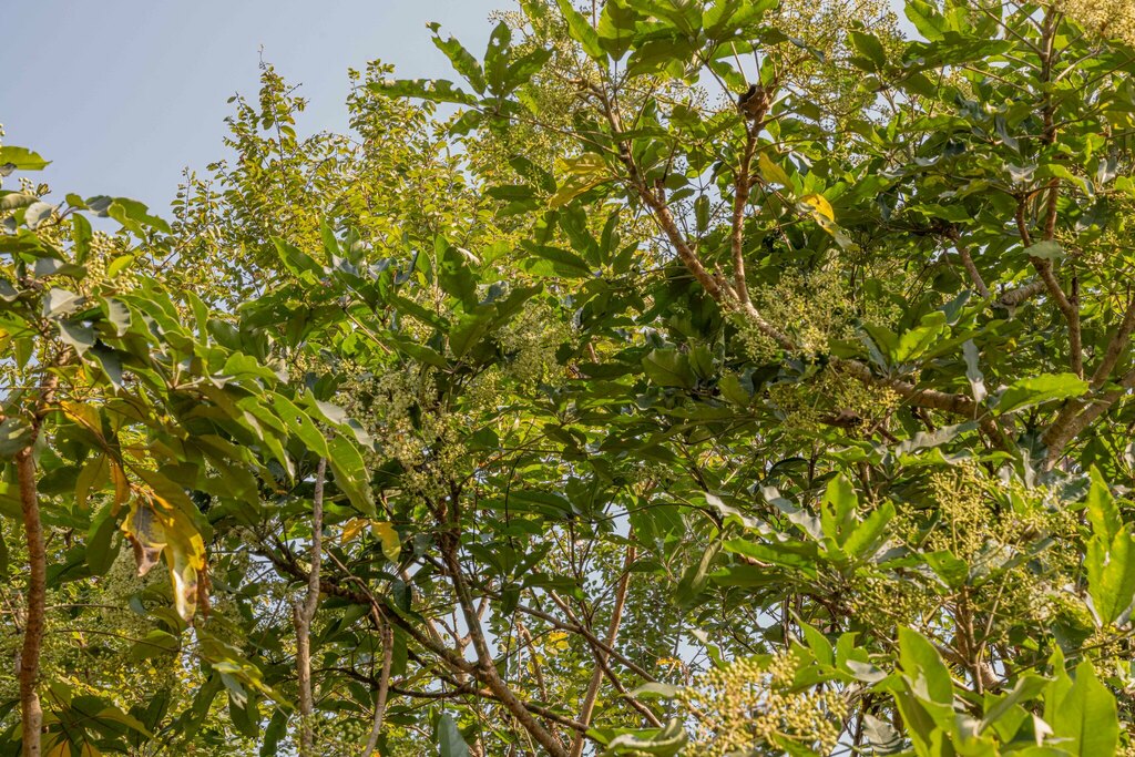 Ivy Tree from Tin Shui Wai, Hong Kong on January 10, 2024 at 01:39 PM ...
