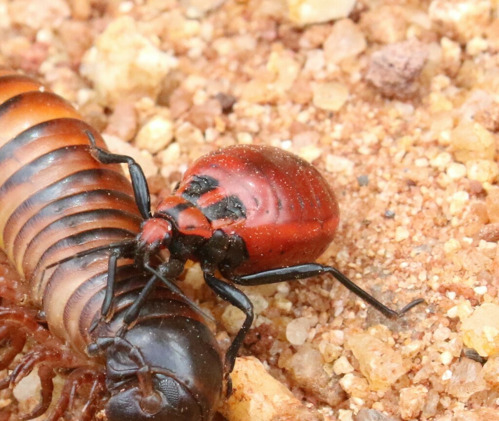 Millipede Assassin from Capricorn District Municipality, South Africa ...