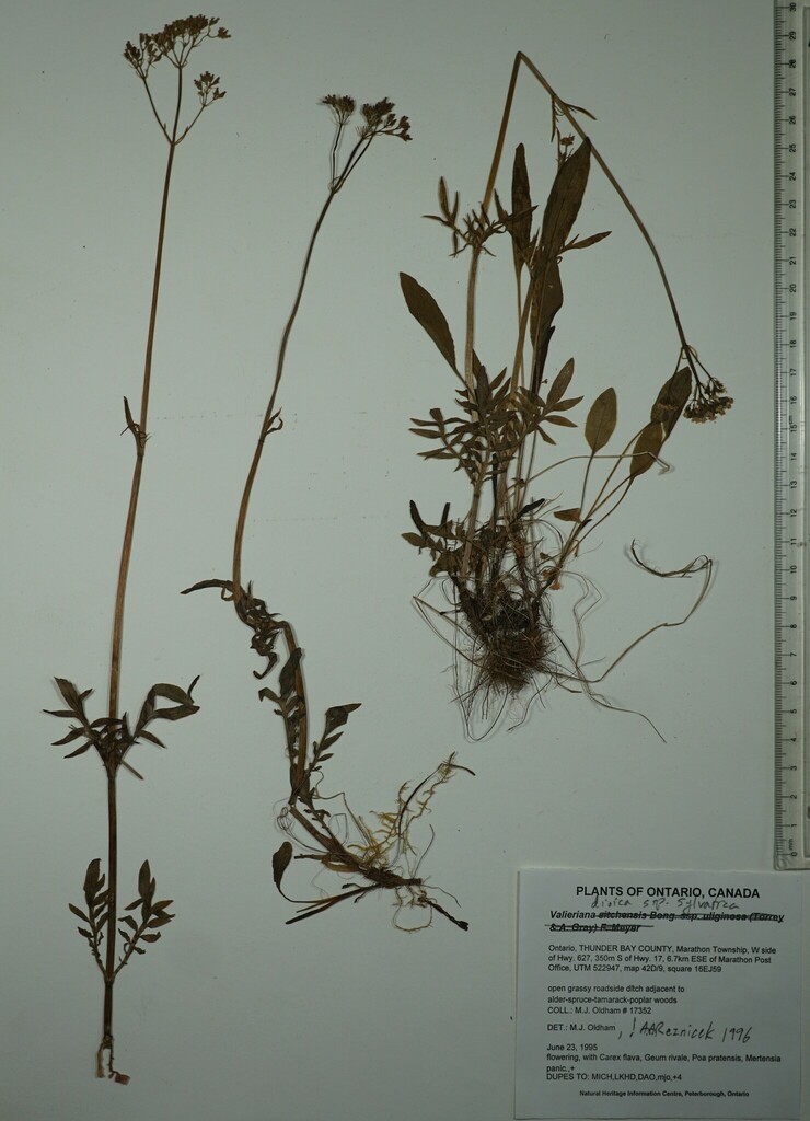 Wood Valerian from Canada, Ontario, THUNDER BAY County, W side of Hwy ...