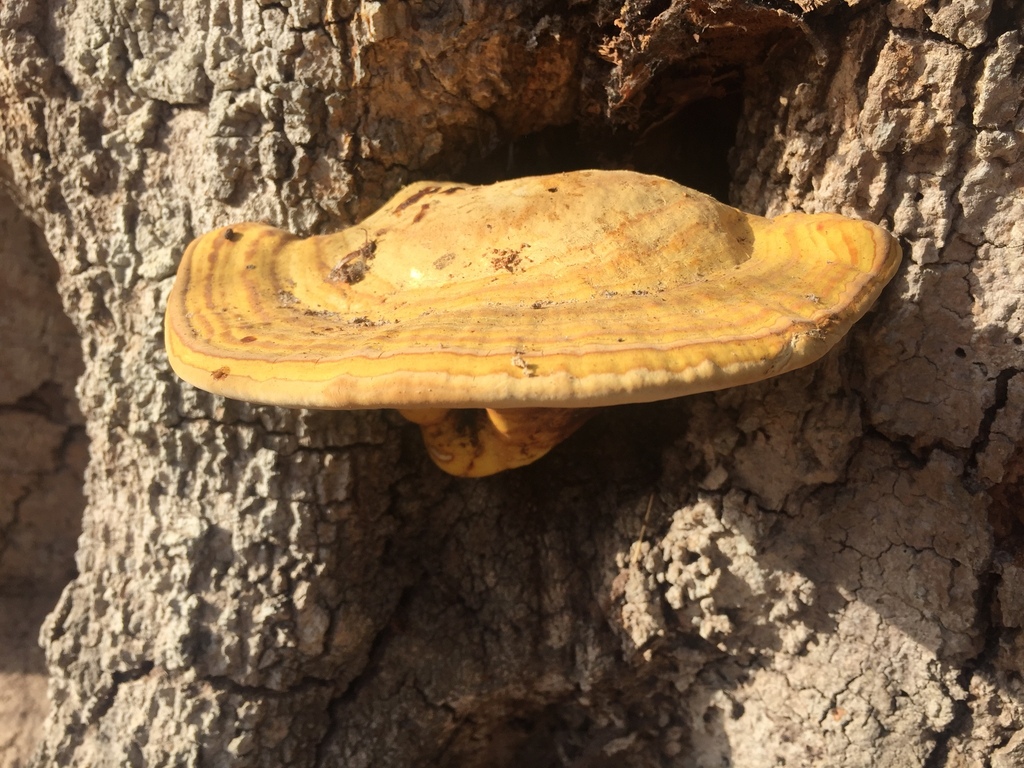 Reishi from Bignona, Senegal on June 3, 2023 at 08:29 AM by Franklin ...