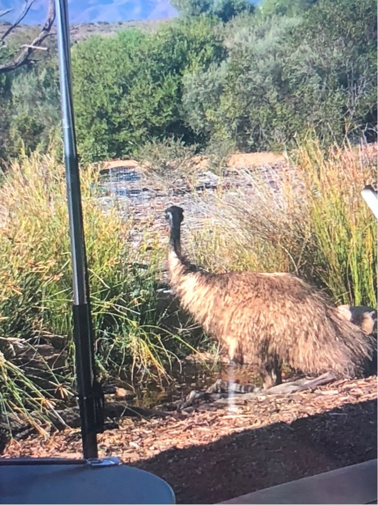 Emu from Port Augusta, AU-SA, AU on April 19, 2019 at 09:47 AM by ...