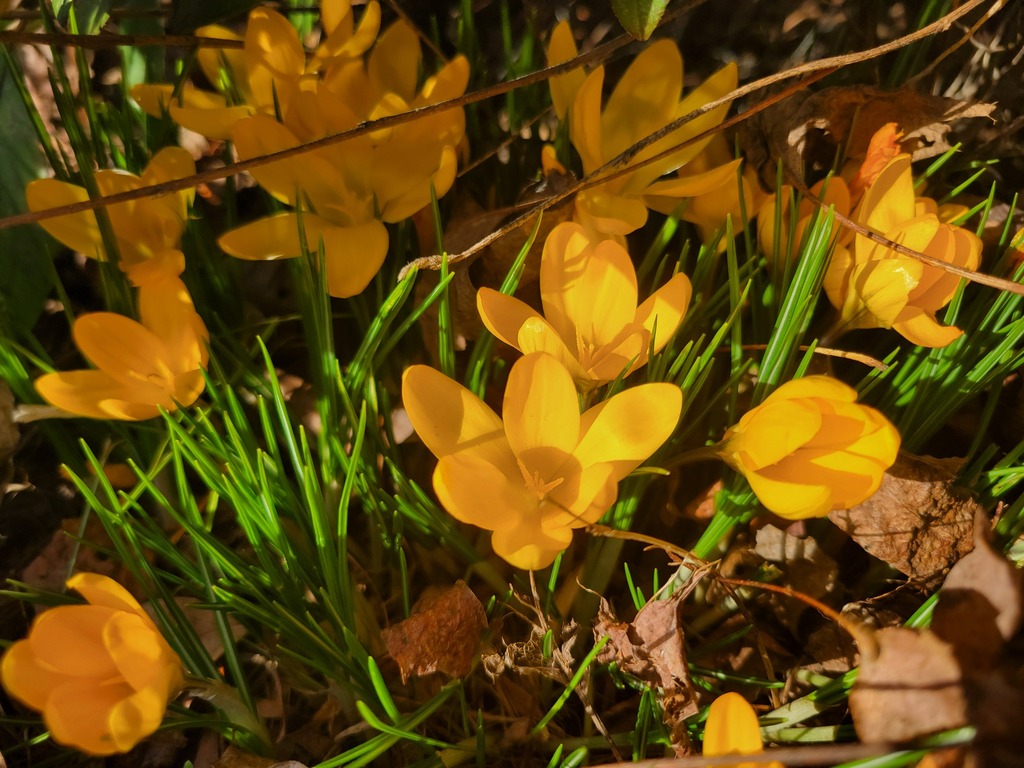 Snow Crocus from Central Area, Salem, OR, USA on February 10, 2024 at ...