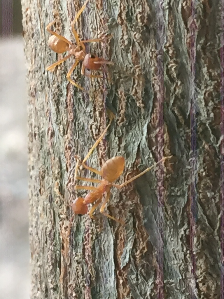 African Weaver Ant from Bignona, Senegal on June 1, 2023 at 07:18 PM by ...