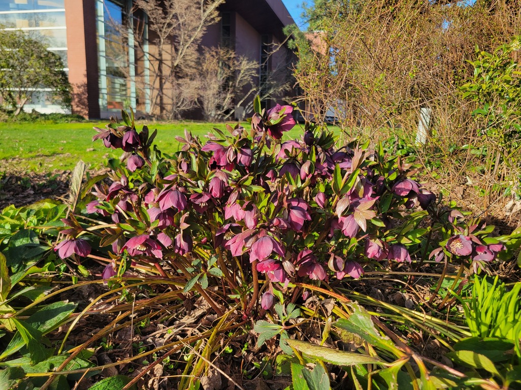 Helleborus purpurascens from Central Area, Salem, OR, USA on February ...