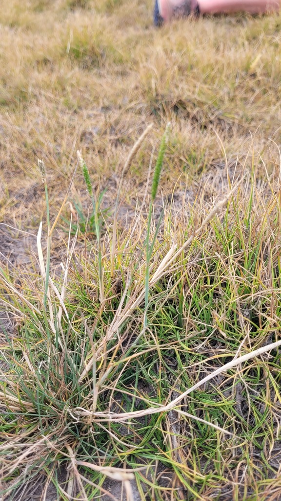 Marsh foxtail in February 2024 by taylajane · iNaturalist