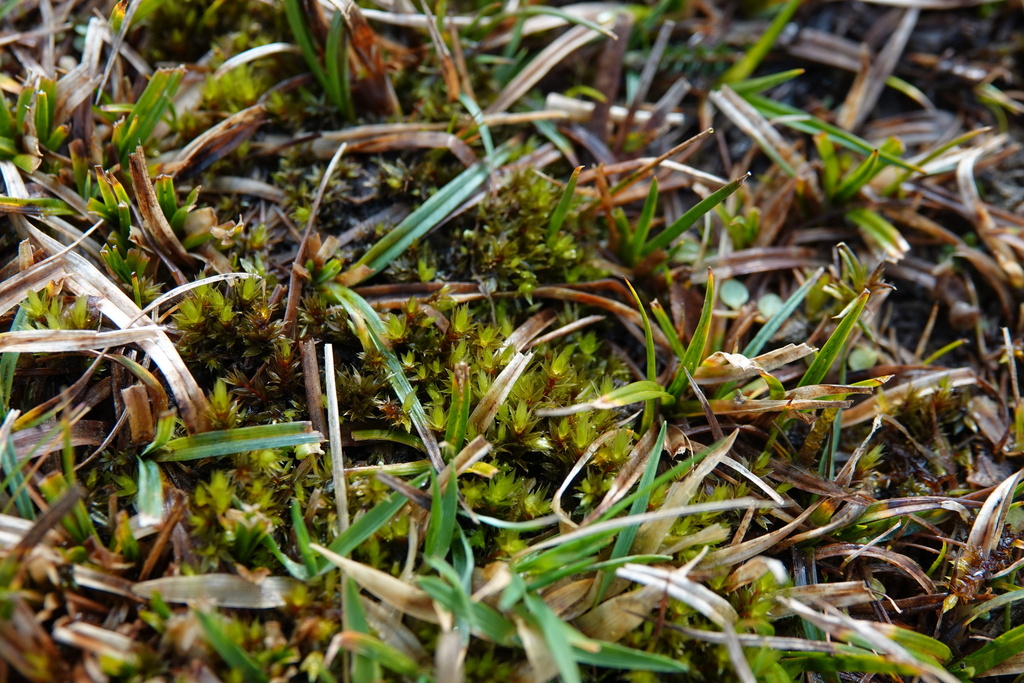 Long-leaved Thread Moss from Holt, Holt, England, GB on 15 February ...