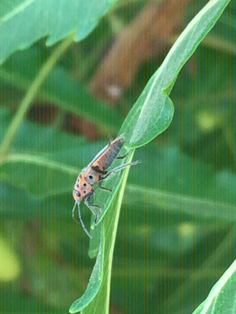 Seed-eating Bugs from Bignona, Senegal on June 2, 2023 at 02:13 PM by ...