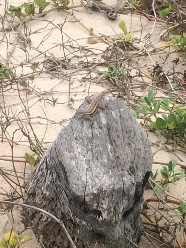 Rose-bellied Lizard from Isla Verde, Boca del Río, VER, MX on April 04 ...