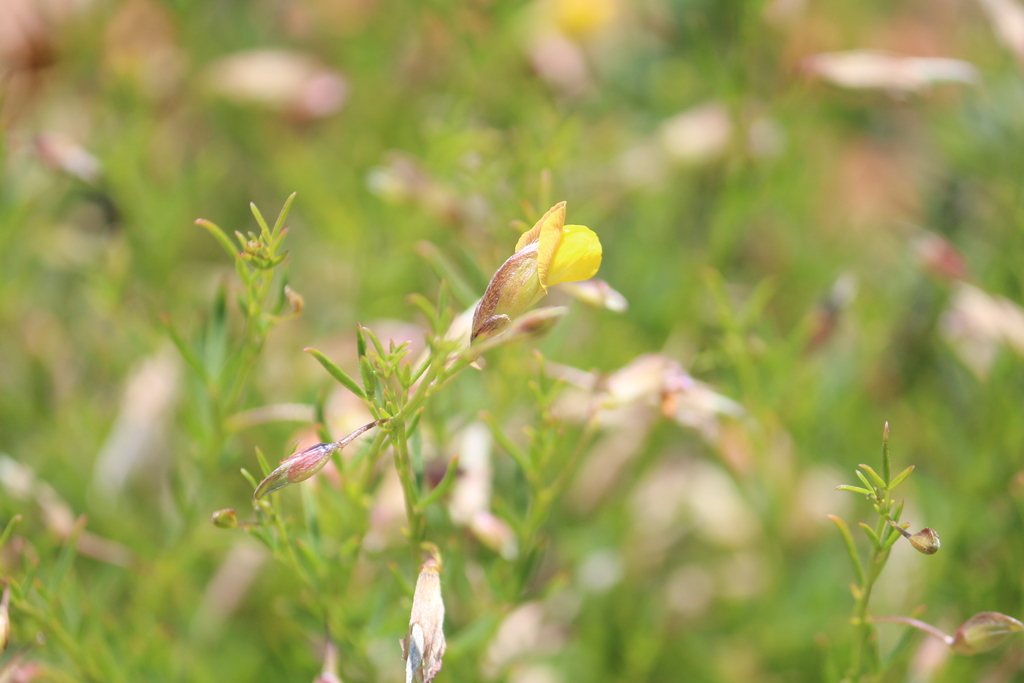 Frilly Pea from Carletonville, 2499, South Africa on February 15, 2024 ...