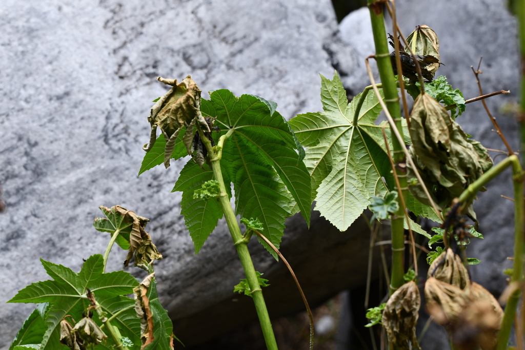 castor bean from Santa Catarina, N.L., México on February 14, 2024 at ...