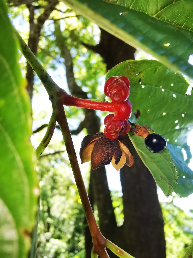 Colubrina celtidifolia from Talpa de Allende, Jal., México on February ...
