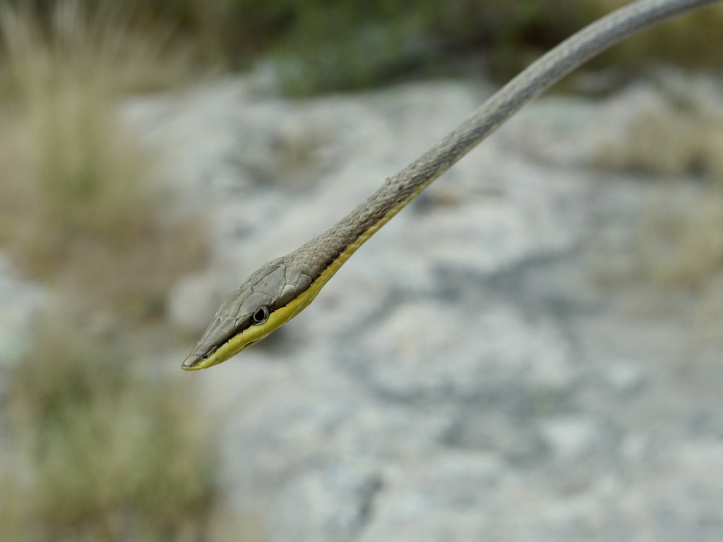Thornscrub Vine Snake from Santa Cruz County, AZ, USA on October 15 ...