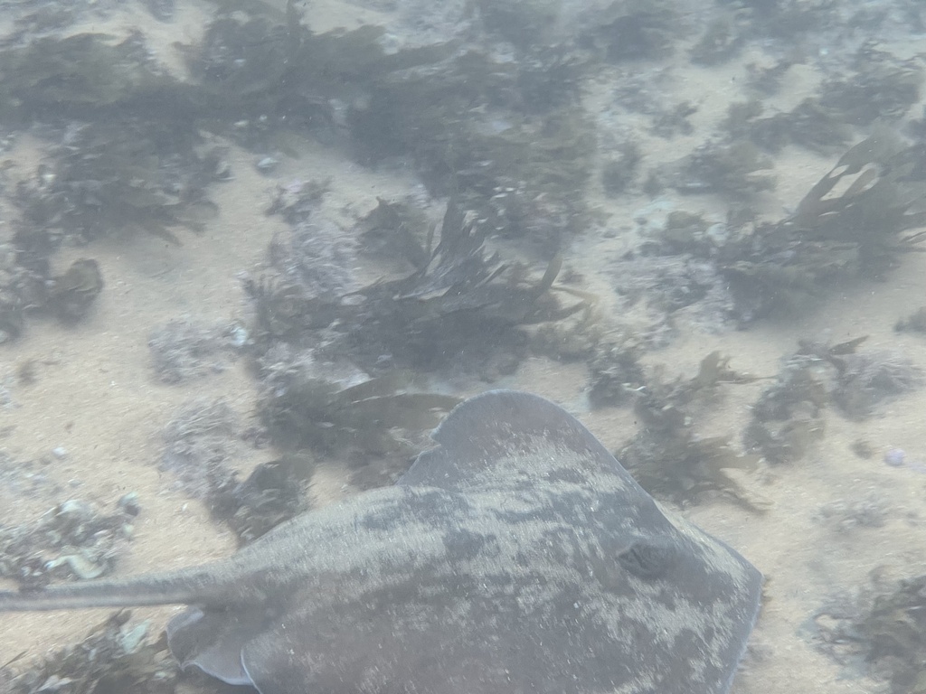 Common Stingaree from Seaview Pde, Collaroy, NSW, AU on February 16 ...
