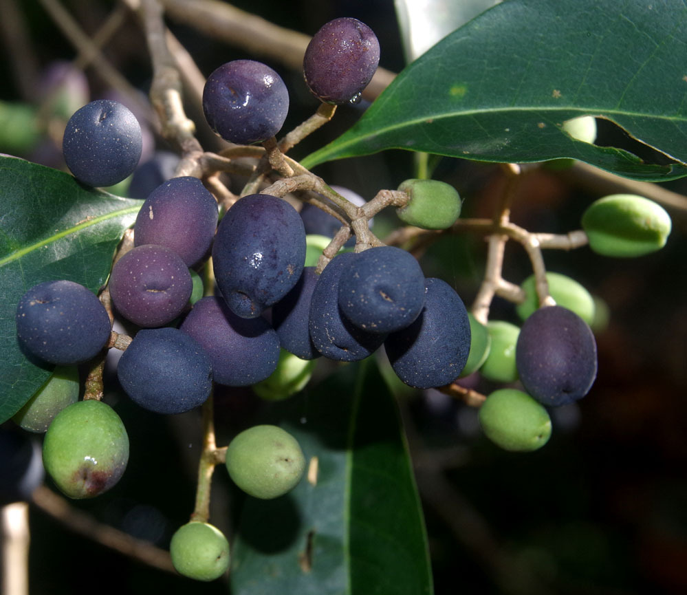 Native Olive (Chionanthus ramiflorus) - Botanical Realm