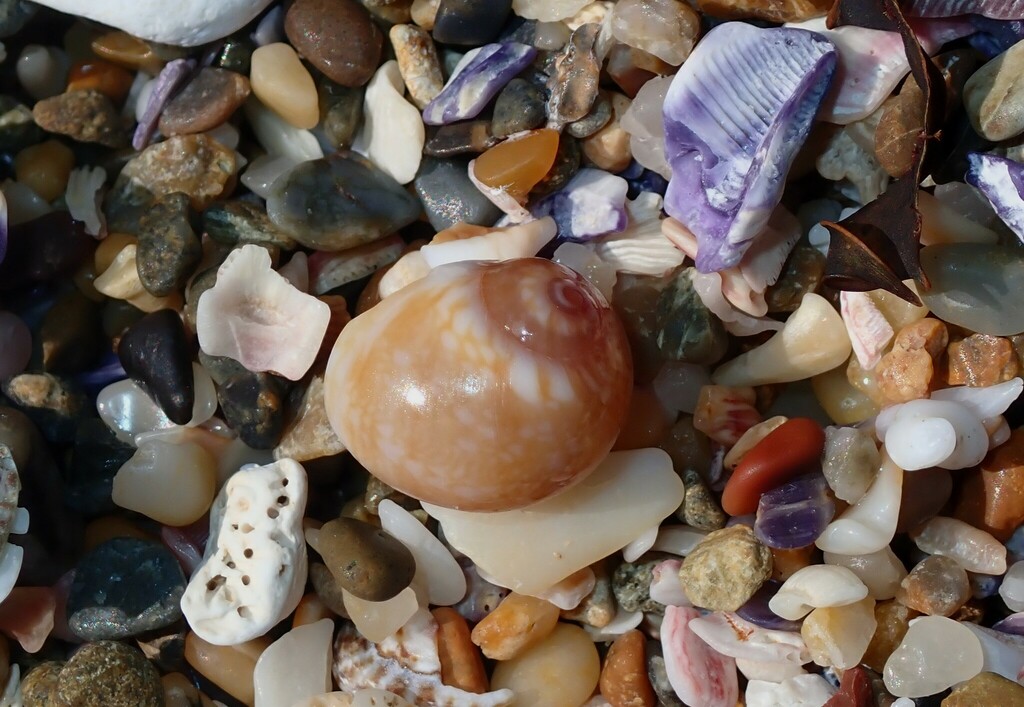 Natica buriasiensis from Emerald Beach NSW 2456, Australia on February 15, 2024 at 09:51 AM by ...