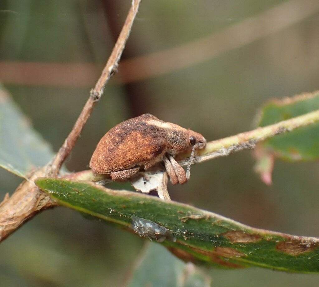 Eucalyptus Weevils from Unthanks Reserve, Somerville VIC 3912 ...